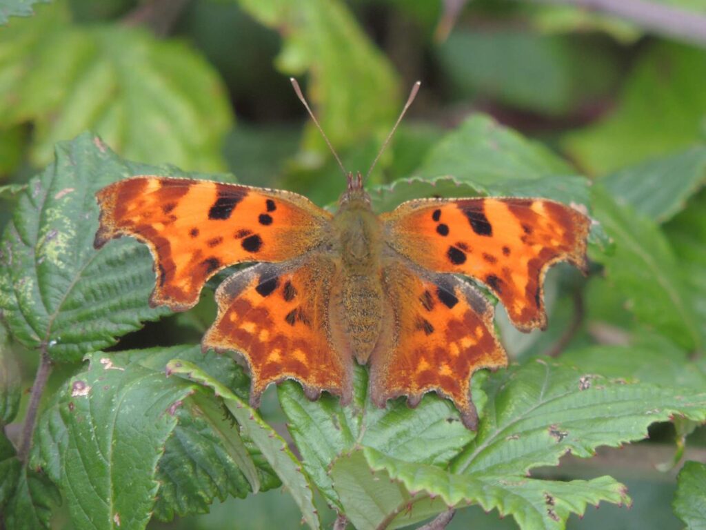 Bird Watching - Evesham and District