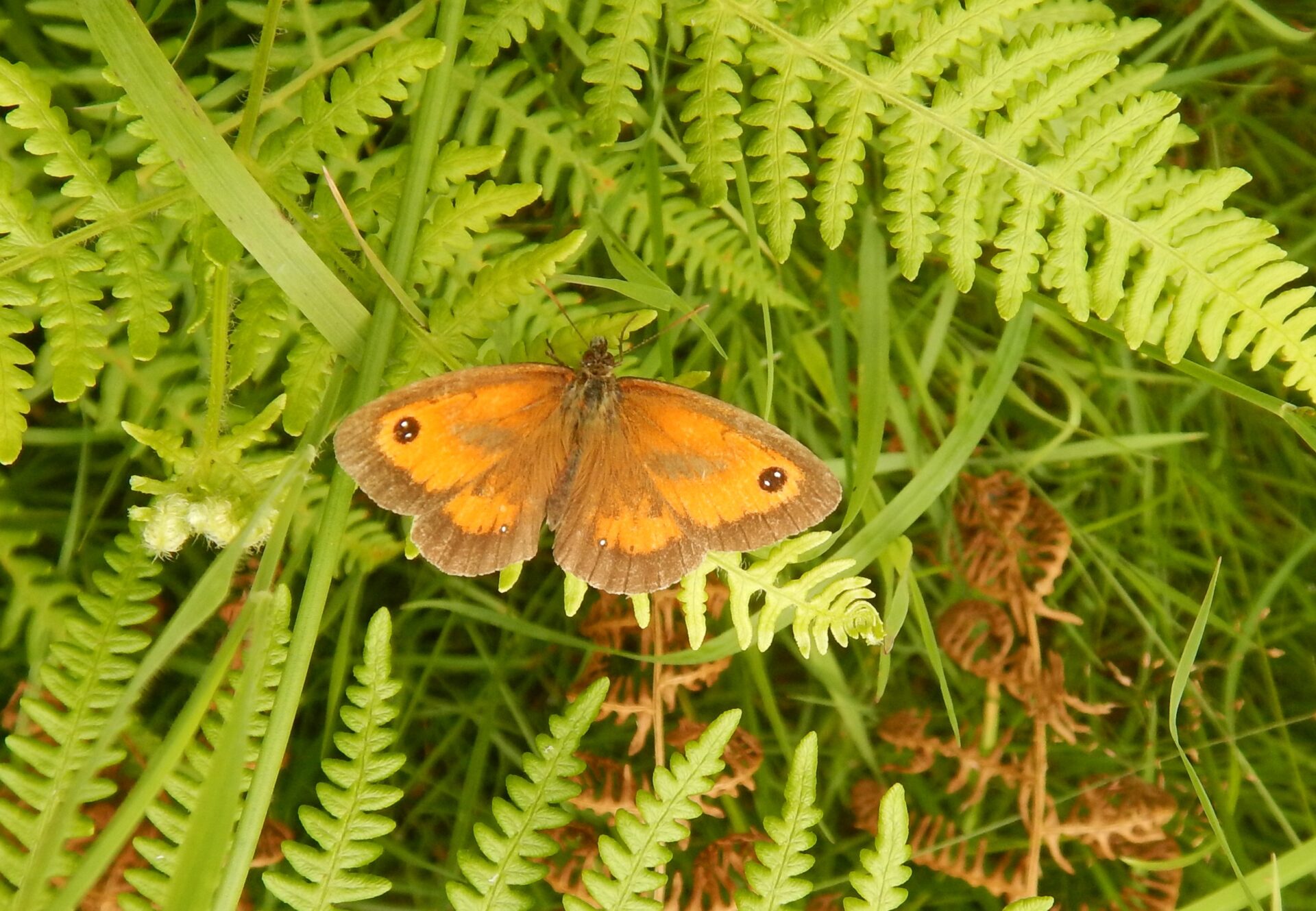 Natural History - 5th August 2024 - Evesham and District